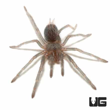 Cuban Bronze Tarantula (.5 - 1'') - Underground Reptiles
