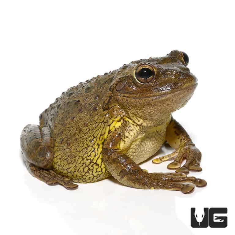 Cuban Tree Frogs For Sale - Underground Reptiles