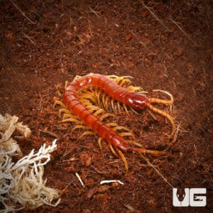 Eastern Red Centipede (Scolopocryptops sexspinosus) For Sale ...