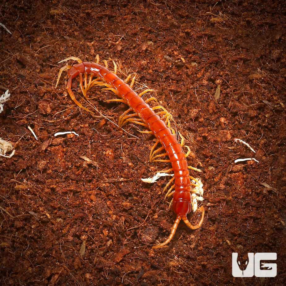 Eastern Red Centipede (Scolopocryptops sexspinosus) For Sale ...