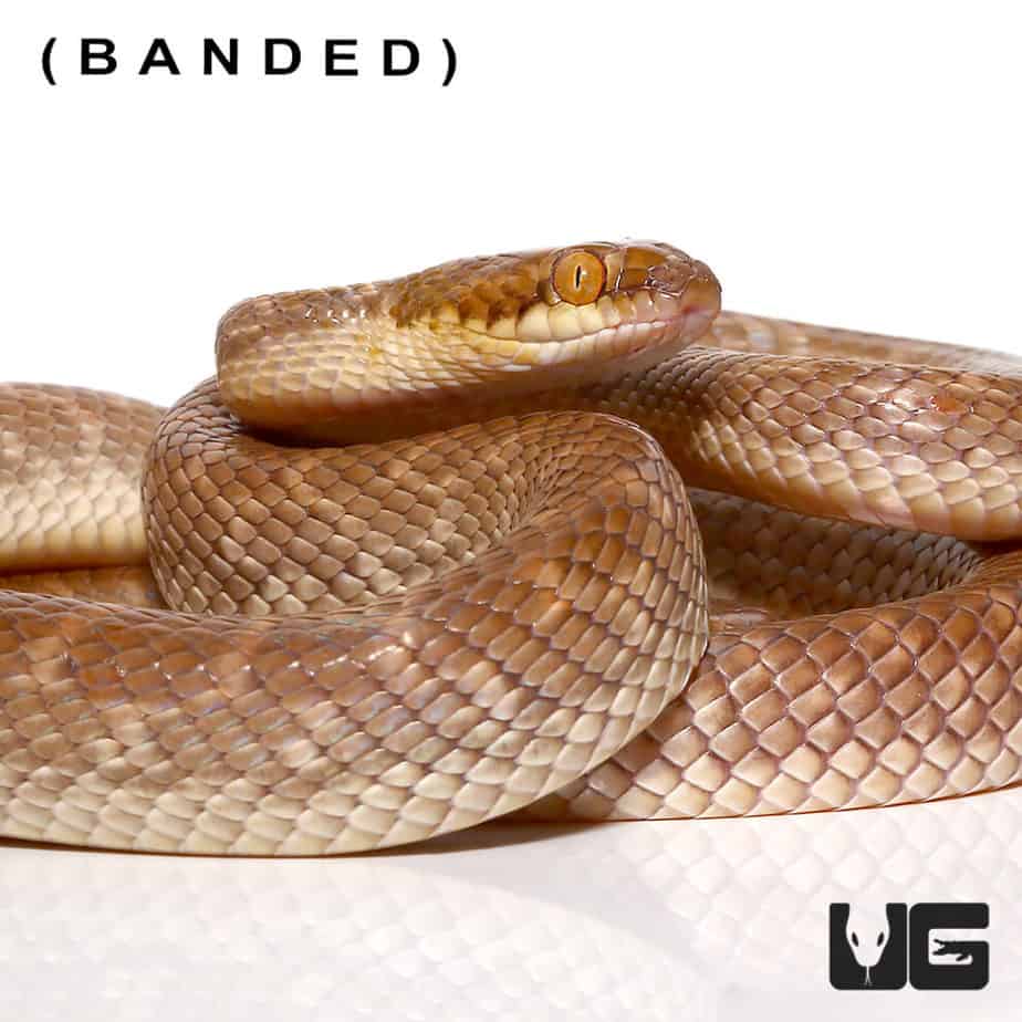 Egyptian Cat Eye Snake For Sale - Underground Reptiles