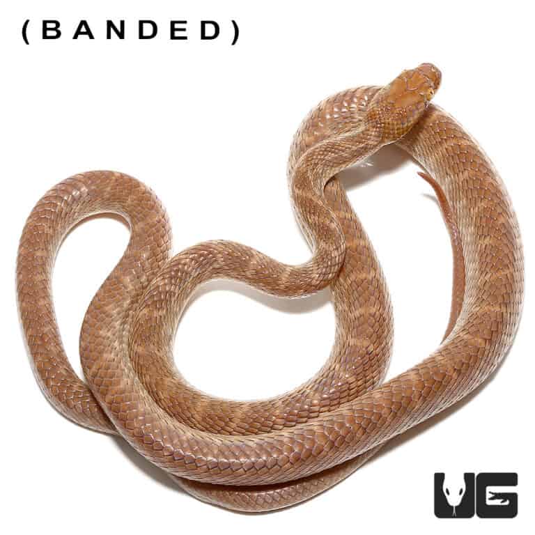 Egyptian Cat Eye Snake For Sale - Underground Reptiles