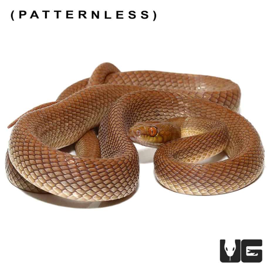 Egyptian Cat Eye Snake For Sale - Underground Reptiles