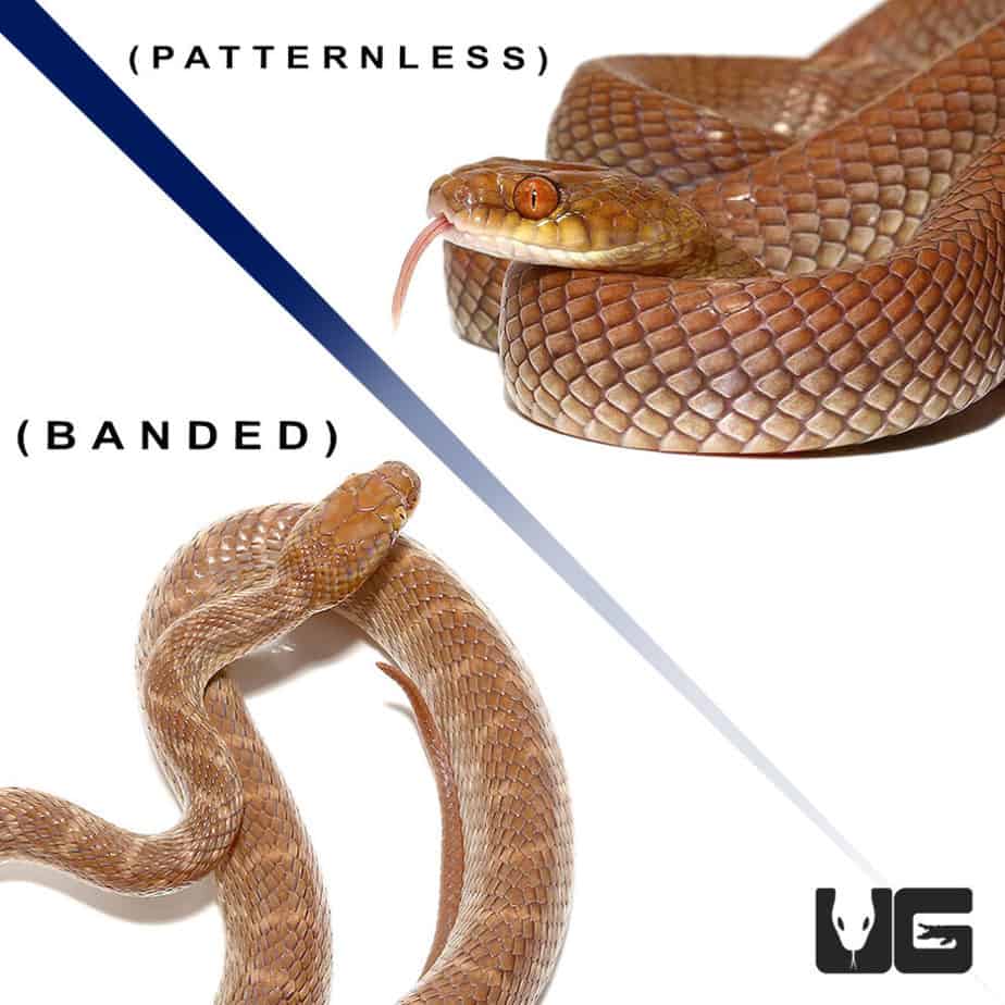 Egyptian Cat Eye Snake For Sale - Underground Reptiles