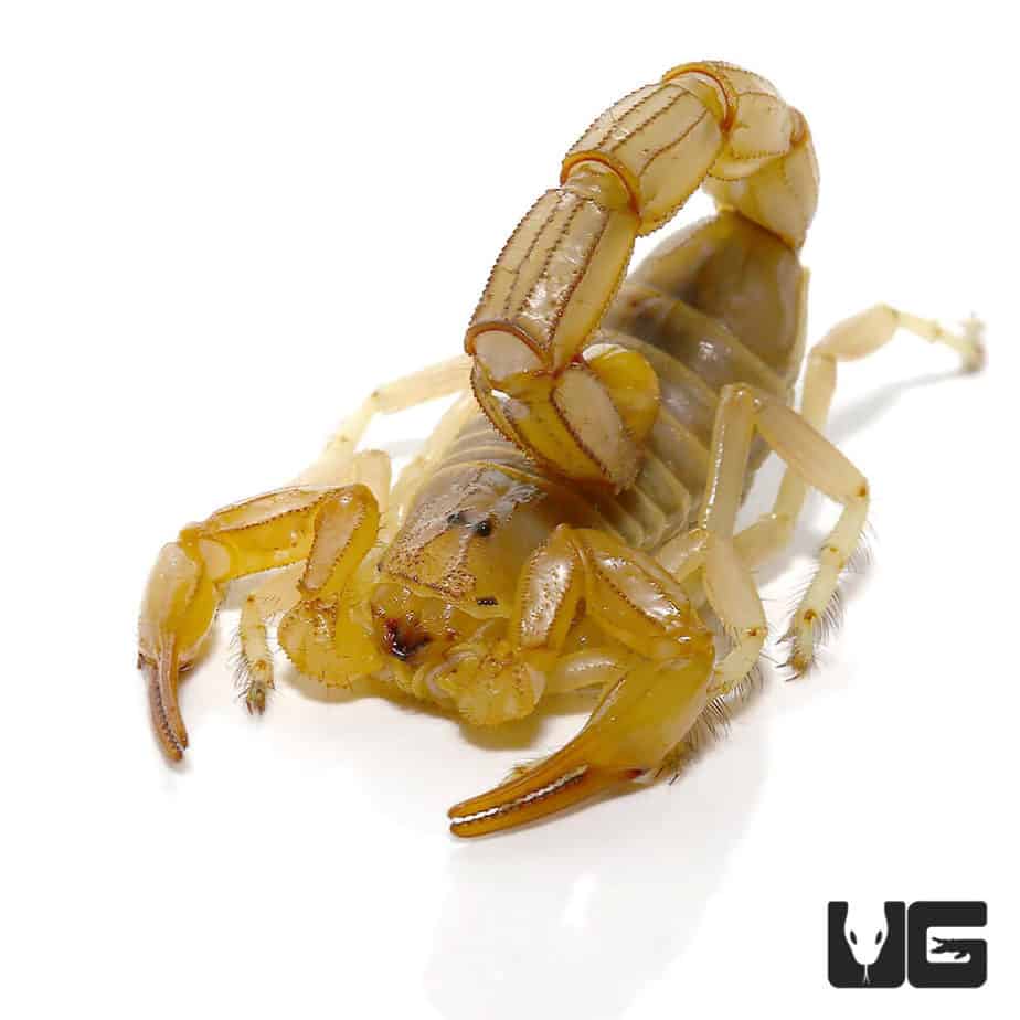 New Reptiles & Amphibians - Underground Reptiles