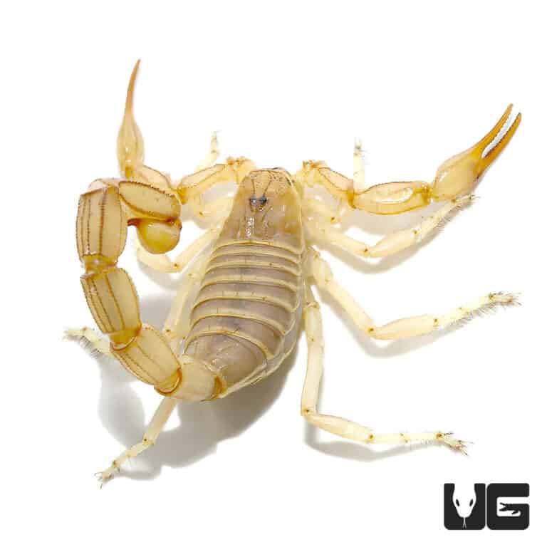 Egyptian Yellow Fat Tail Scorpion (Androctonus amoreuxi) For Sale ...