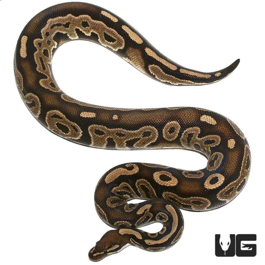 Baby Cinnamon GHI Ball Python For Sale - Underground Reptiles