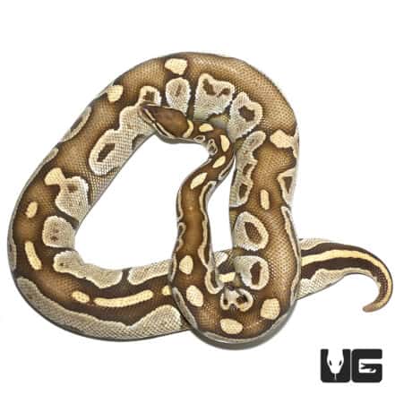 Ball Pythons For Sale - Underground Reptiles