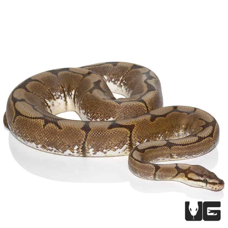 Female Spider Ball Python For Sale - Underground Reptiles
