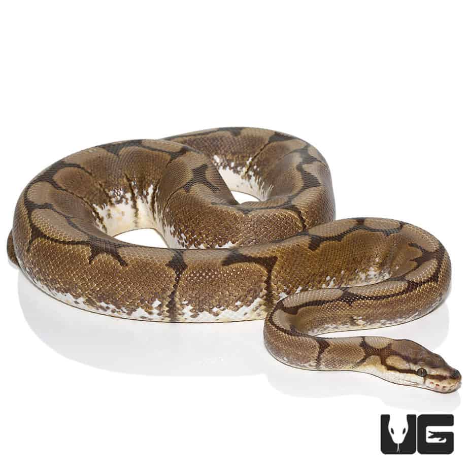 Ball Pythons For Sale - Underground Reptiles
