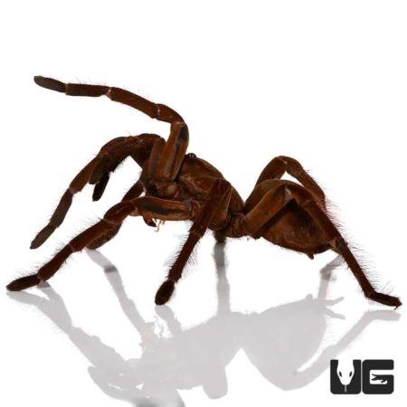 Reptiles for Sale - Snakes, Bearded Dragons, Turtles and More!