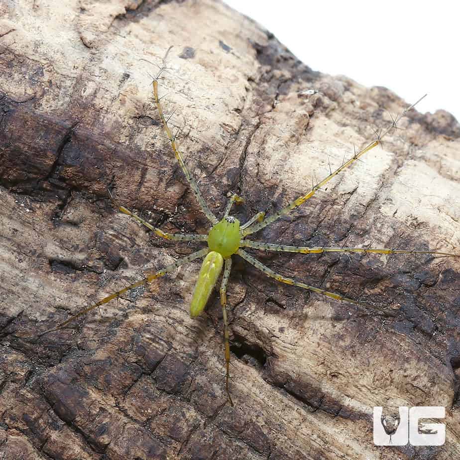 Green Lynx Spider (Peucetia viridans) For Sale - Underground Reptiles