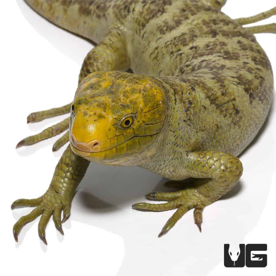 Baby Monkey Tailed Skinks For Sale - Underground Reptiles