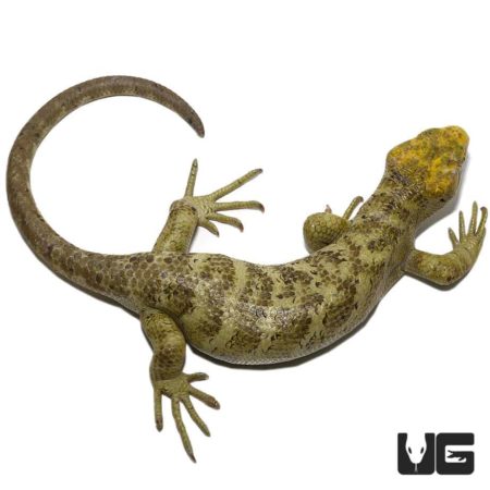 Baby Monkey Tailed Skinks For Sale - Underground Reptiles