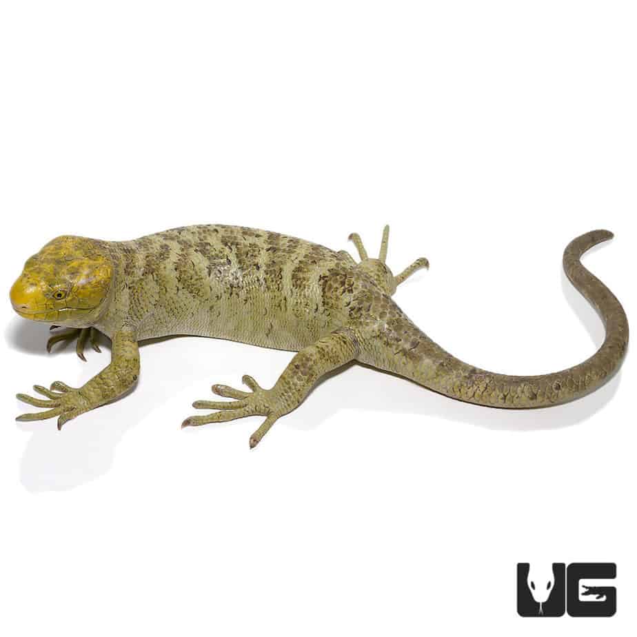 Baby Monkey Tailed Skinks For Sale - Underground Reptiles