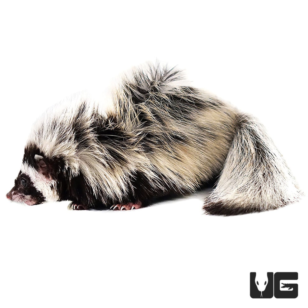 Libyan Striped Weasels (Ictonyx libycus) For Sale - Underground Reptiles