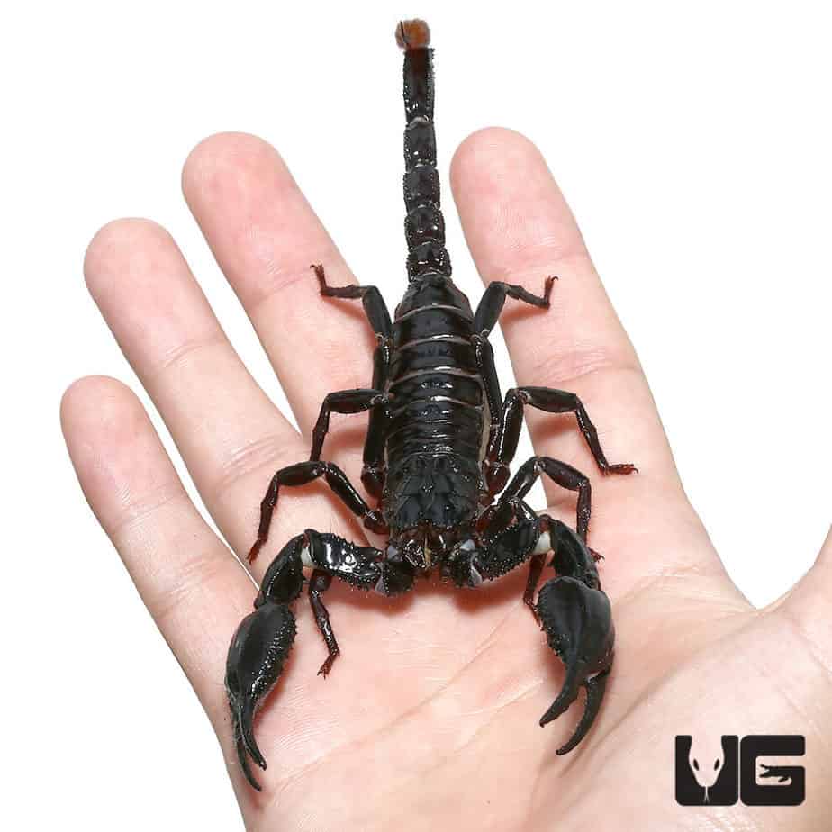 Scorpions, Vinegaroons & Whiptails For Sale - Underground Reptiles