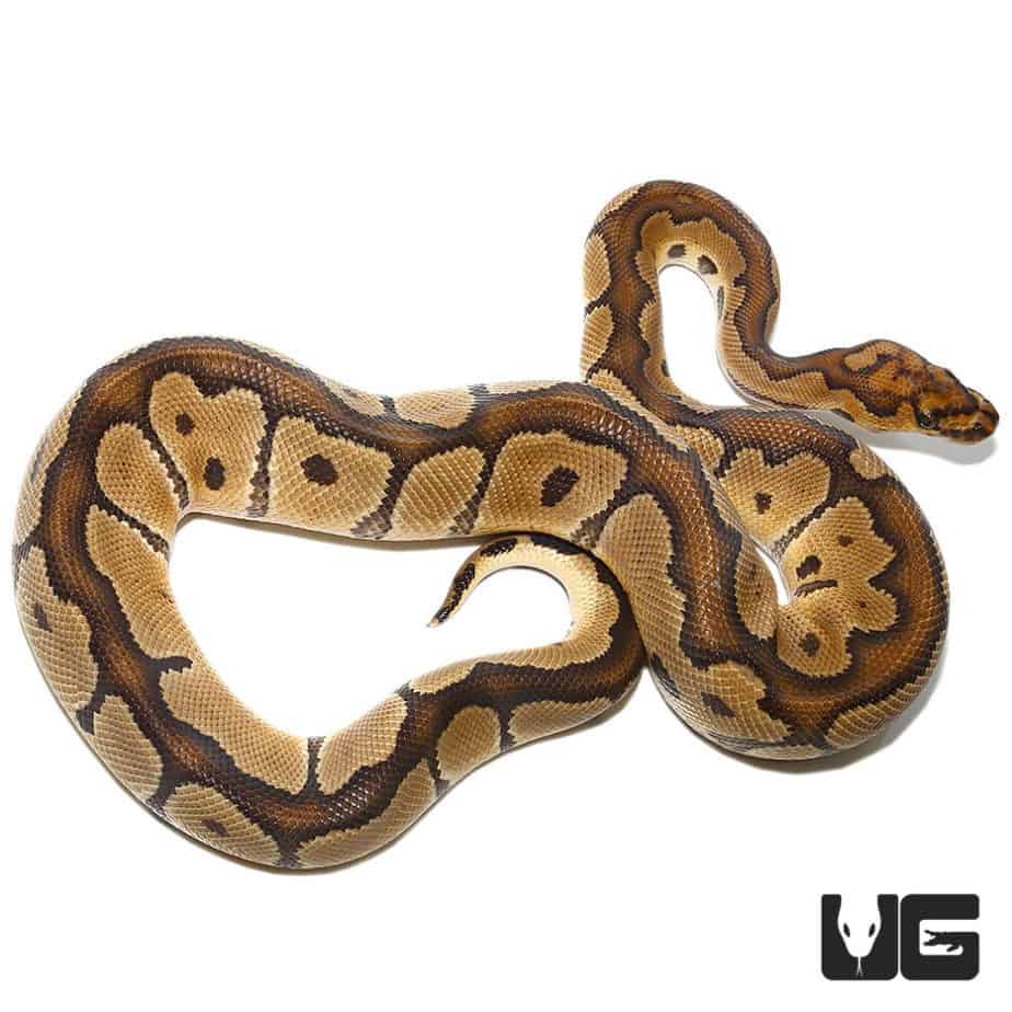 Baby Ball Pythons For Sale - Underground Reptiles
