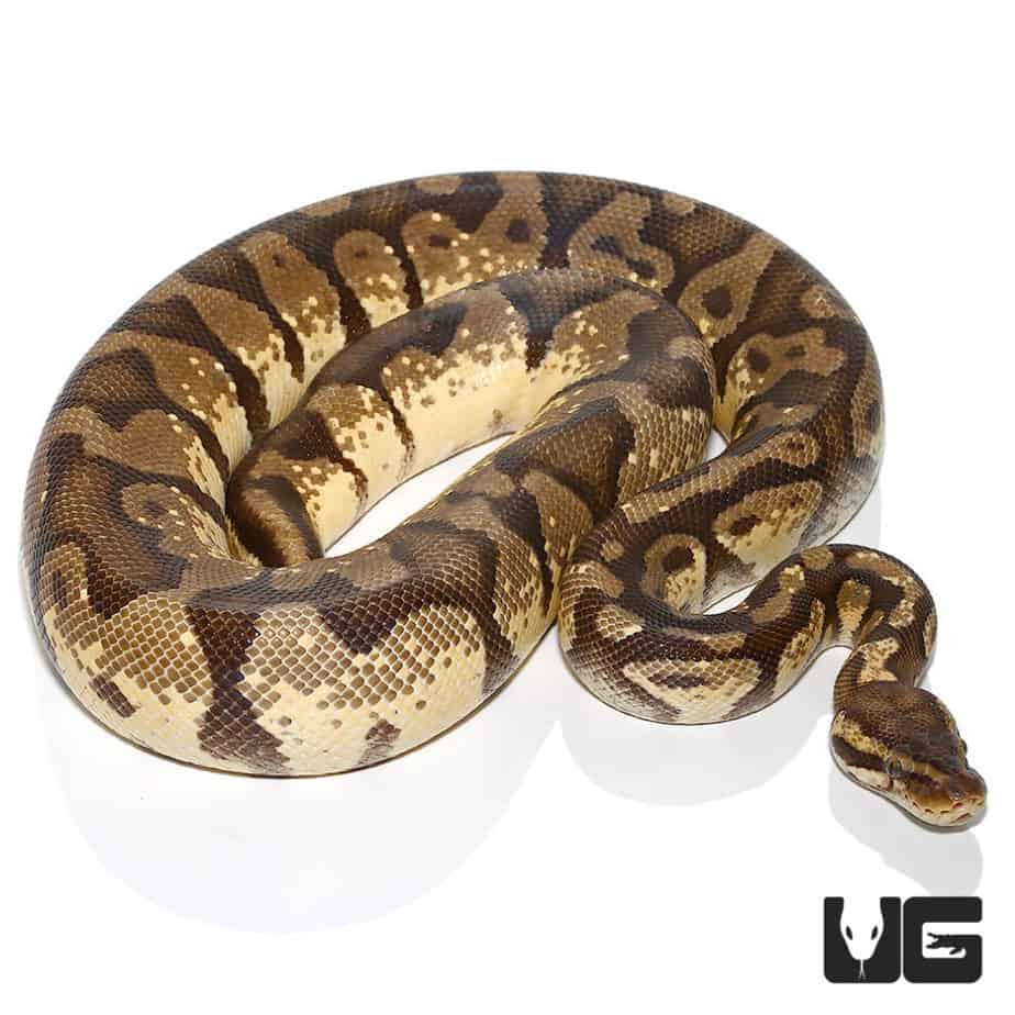 Baby Pastel Enchi Ball Python For Sale - Underground Reptiles