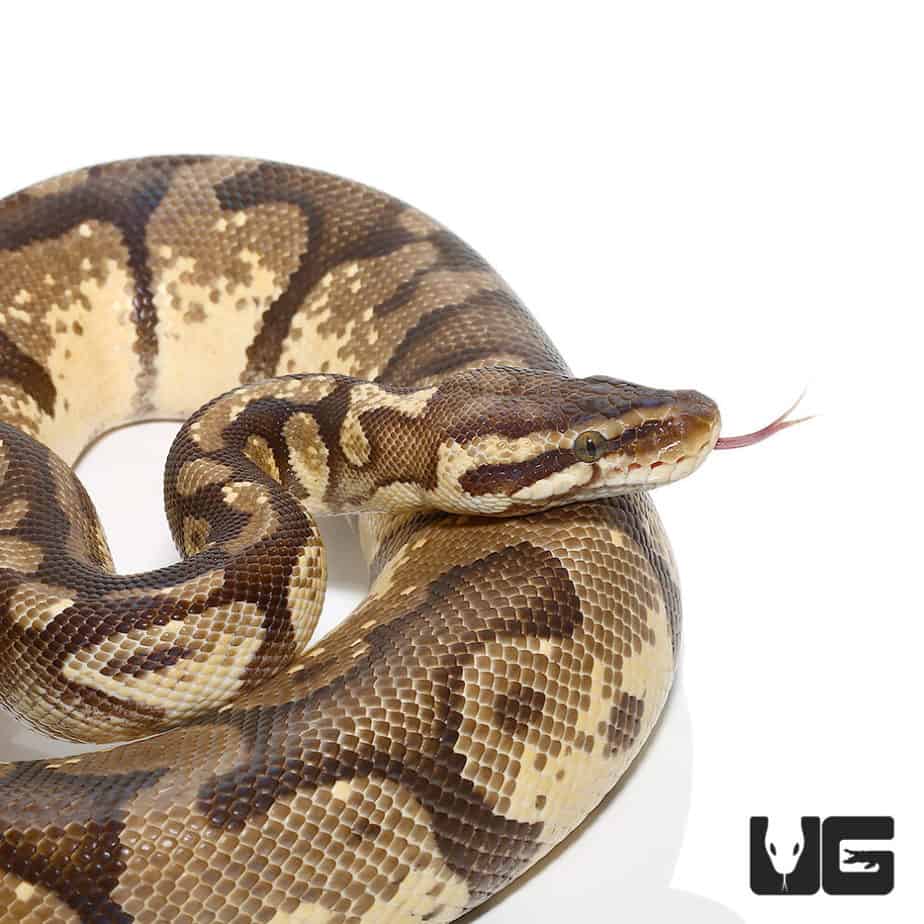 Baby Pastel Enchi Ball Python For Sale - Underground Reptiles