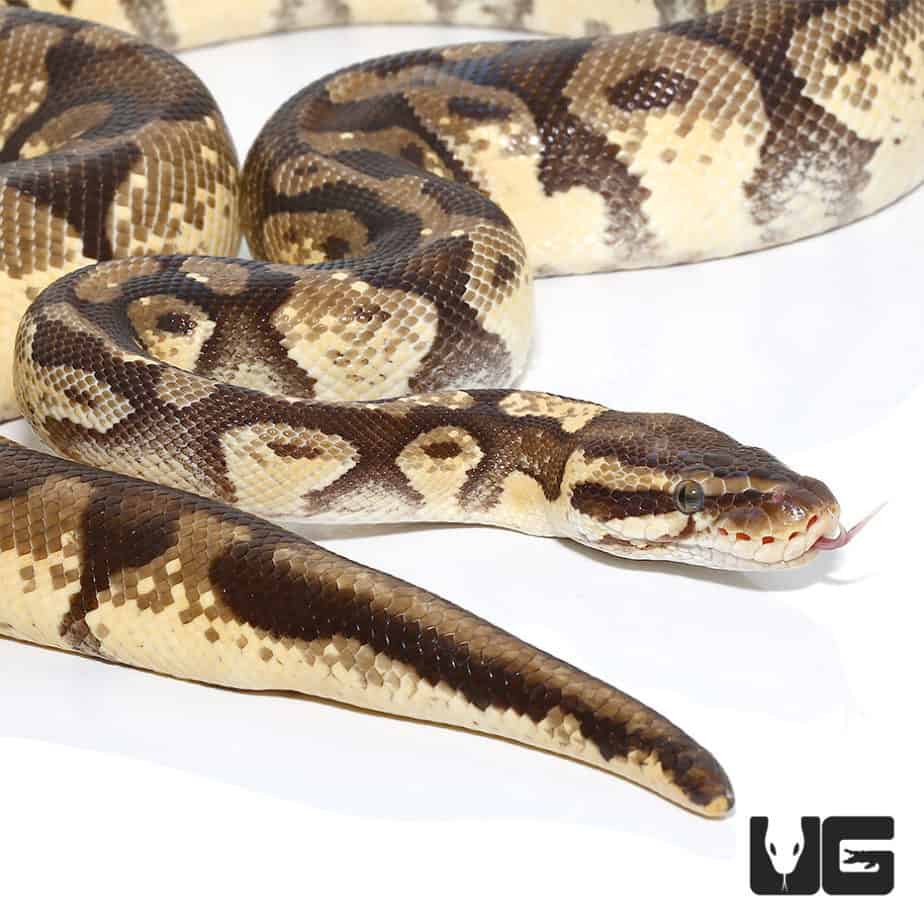 Baby Pastel Enchi Ball Python For Sale - Underground Reptiles