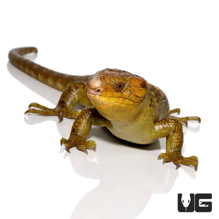 Baby Monkey Tailed Skinks For Sale - Underground Reptiles