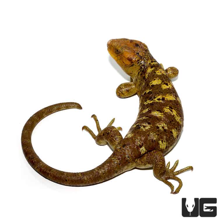 Baby Monkey Tailed Skinks For Sale - Underground Reptiles