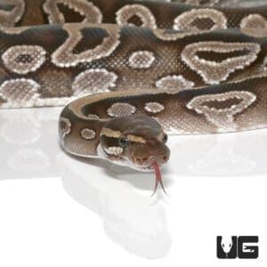 Female Mojave Ball Python (Python regius) For Sale - Underground Reptiles