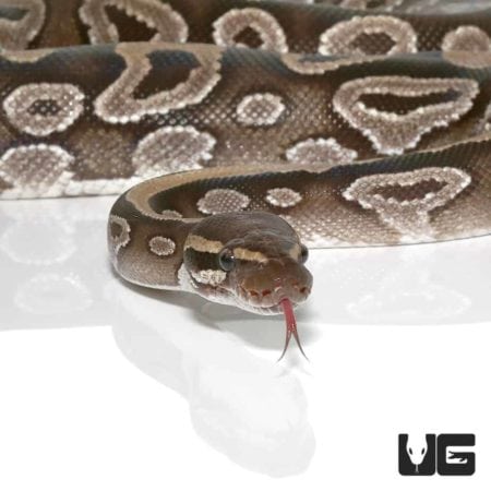 Ball Pythons For Sale - Underground Reptiles
