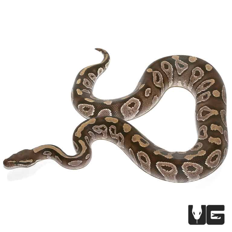 Female Mojave Ball Python (Python regius) For Sale - Underground Reptiles