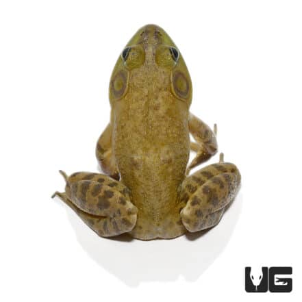 American Bullfrogs For Sale - Underground Reptiles