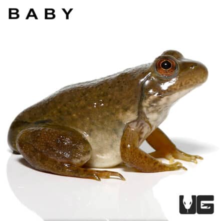 American Bullfrogs For Sale - Underground Reptiles