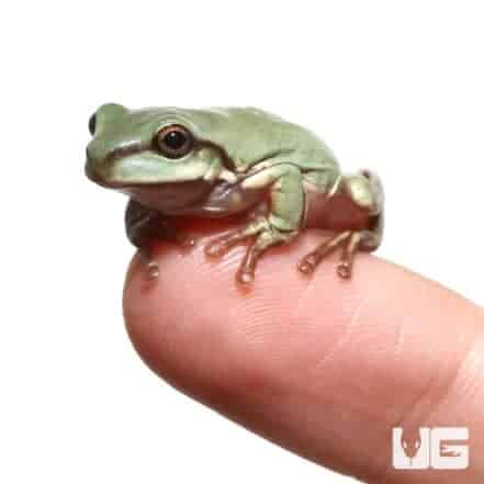 Baby Australian Blue Dumpy Tree Frog (Litoria caerulea) for sale ...