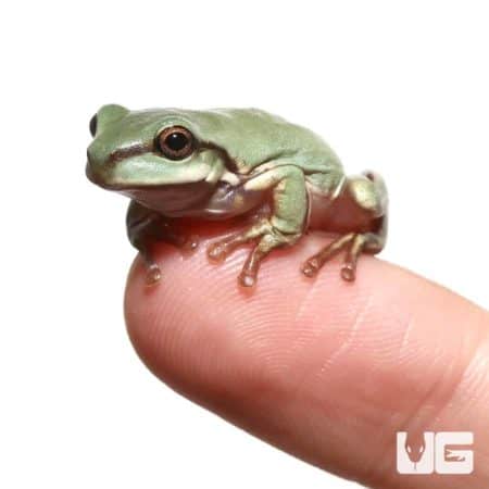 Baby Australian Blue Dumpy Tree Frog (Litoria caerulea) for sale ...