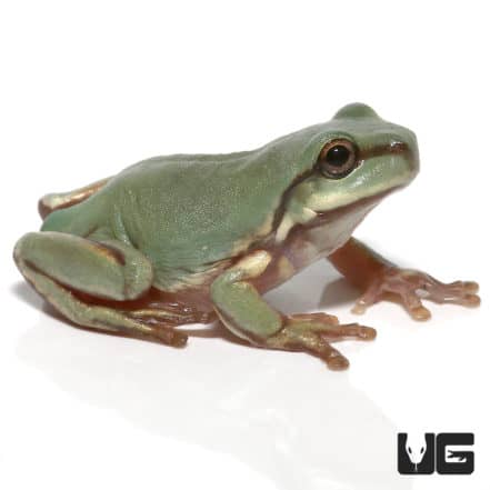 Baby Australian Blue Dumpy Tree Frog (Litoria caerulea) for sale ...