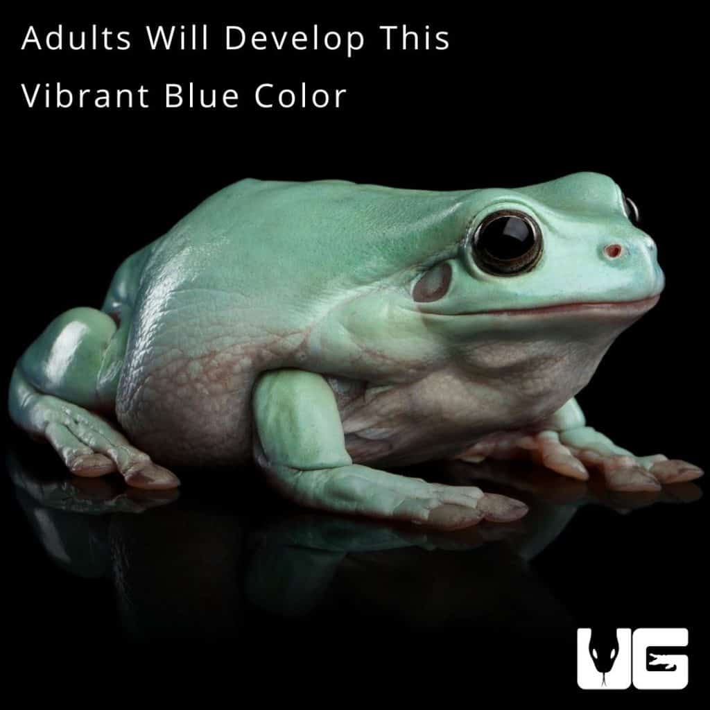 Baby Australian Blue Dumpy Tree Frog for sale - Underground Reptiles