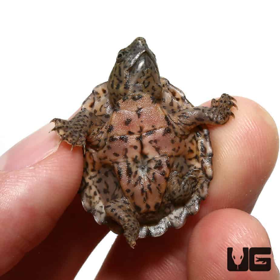 Baby Razorback Musk Turtles For Sale - Underground Reptiles