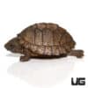 Baby Razorback Musk Turtles For Sale - Underground Reptiles