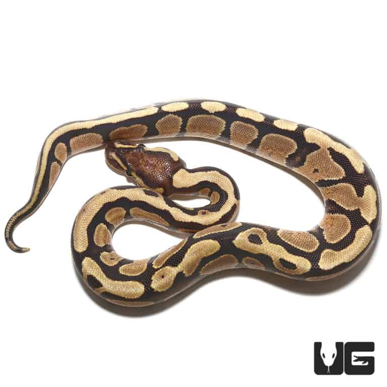 Baby Ball Pythons For Sale - Underground Reptiles