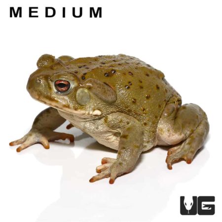 Colorado River Toads For Sale - Underground Reptiles