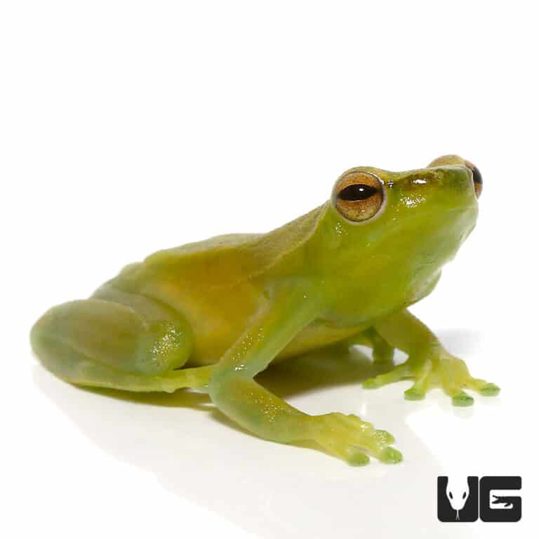 Hatchet Face Tree Frog (Sphaenorhynchus lacteus) For Sale - Underground ...