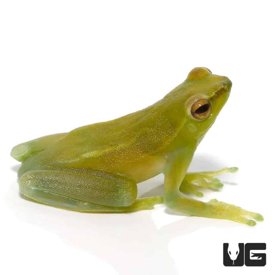 Hatchet Face Tree Frog (Sphaenorhynchus lacteus) For Sale - Underground ...