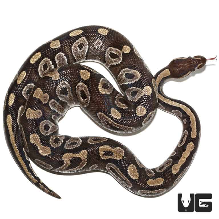 Male Mojave Ball Python (Python regius) For Sale - Underground Reptiles