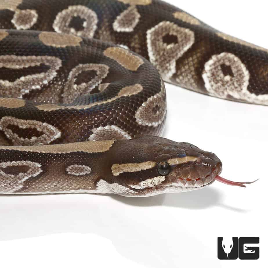 Male Mojave Ball Python (Python regius) For Sale - Underground Reptiles