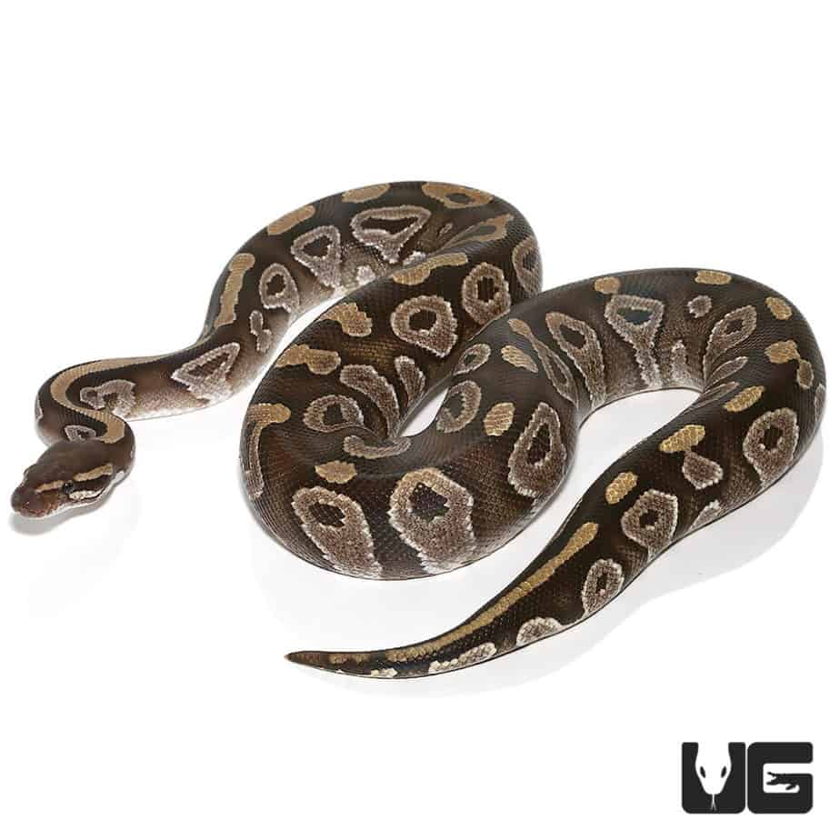 Male Mojave Ball Python (Python regius) For Sale - Underground Reptiles