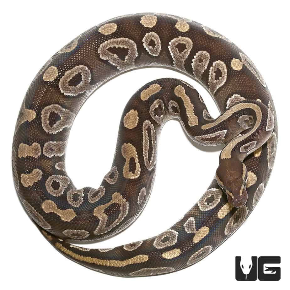 Male Mojave Ball Python (Python regius) For Sale - Underground Reptiles