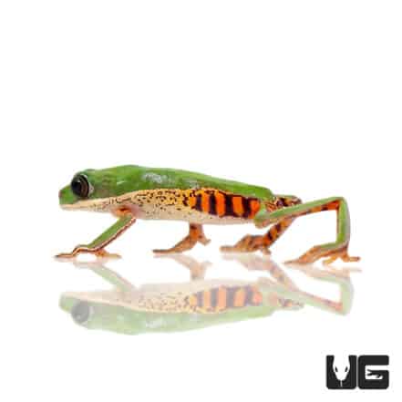 Tigerleg Monkey Tree Frogs (Phyllomedusa hypocondrialis)