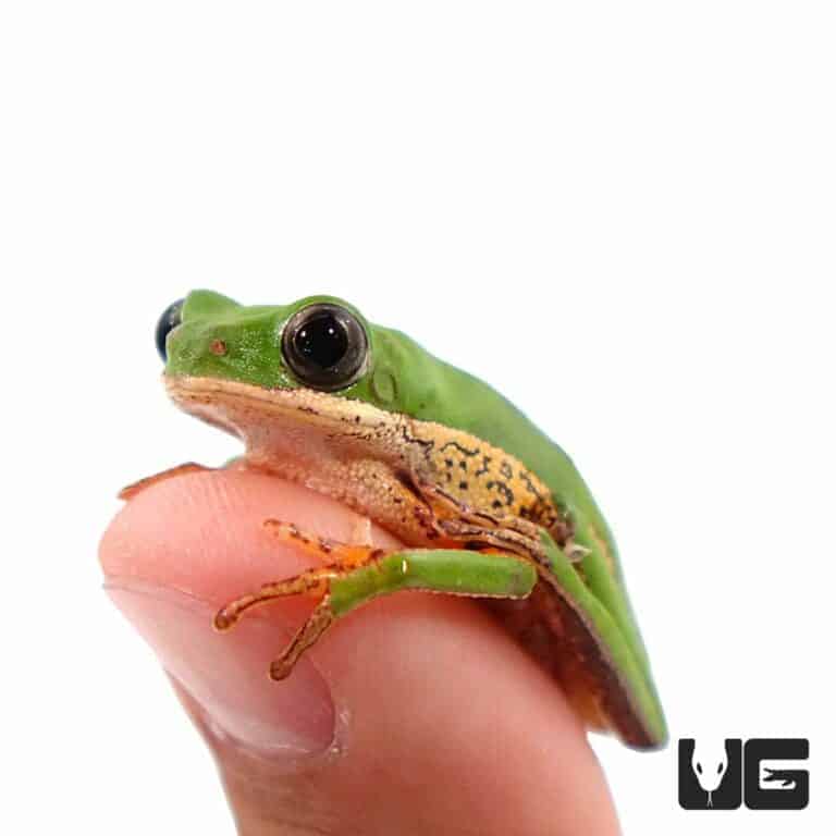 Tigerleg Monkey Tree Frogs (Phyllomedusa hypocondrialis)