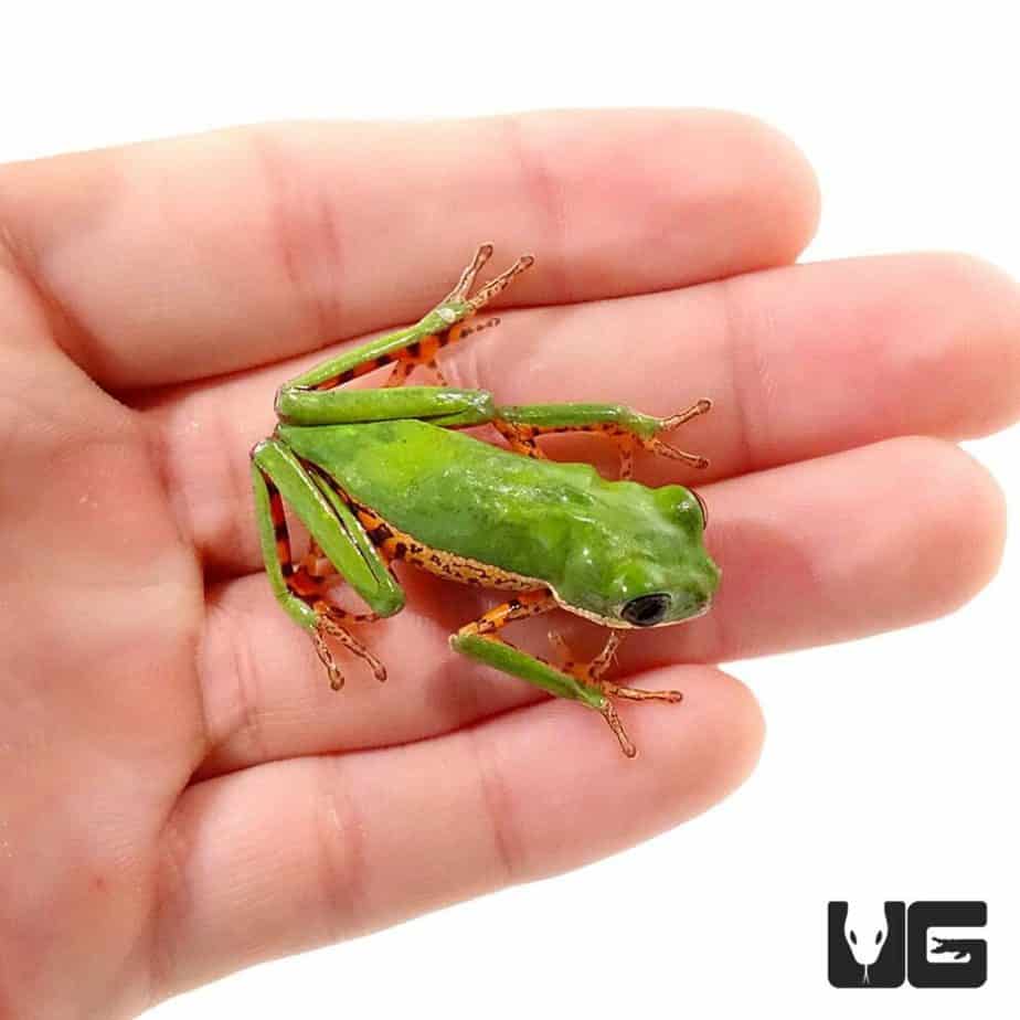 Tigerleg Monkey Tree Frogs (Phyllomedusa hypocondrialis)