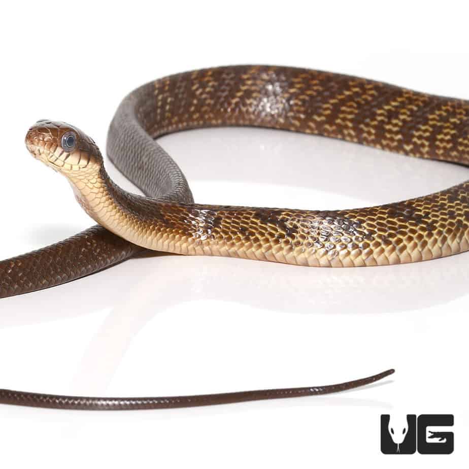 Yearling Yellow Bellied Puffing Snake (Pseustes sulphureus) For Sale ...